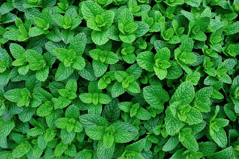 Mint – Gold Collagen