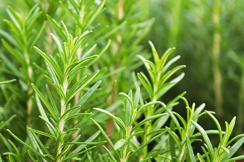 Rosemary – Gold Collagen